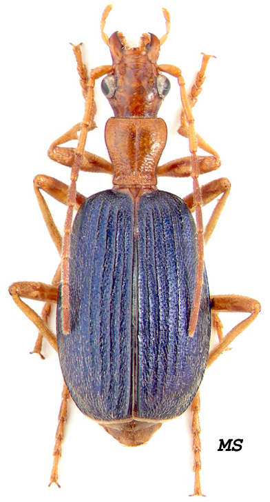 Tribe Brachinini Bonelli, 1810 - Carabidae