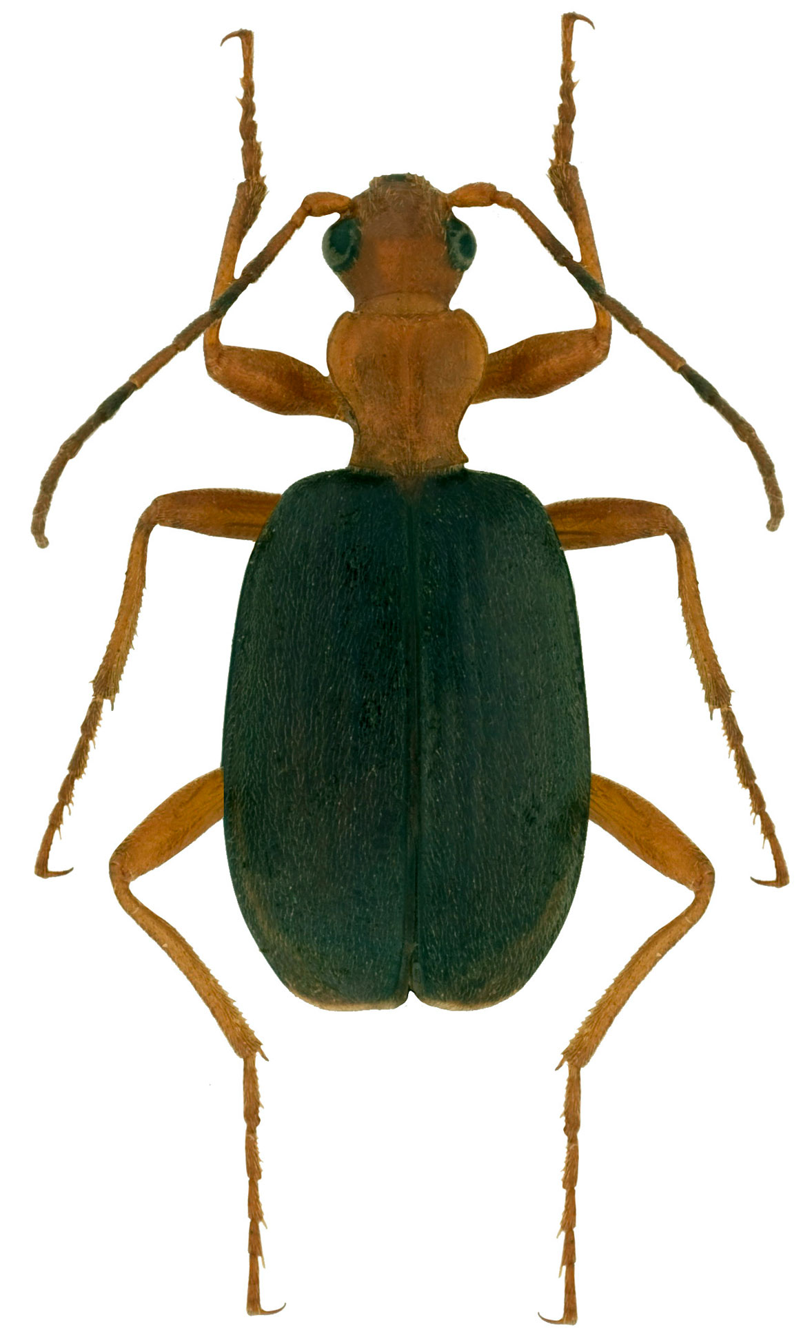 Tribe Brachinini Bonelli, 1810 - Carabidae