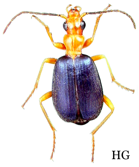 Tribe Brachinini Bonelli, 1810 - Carabidae