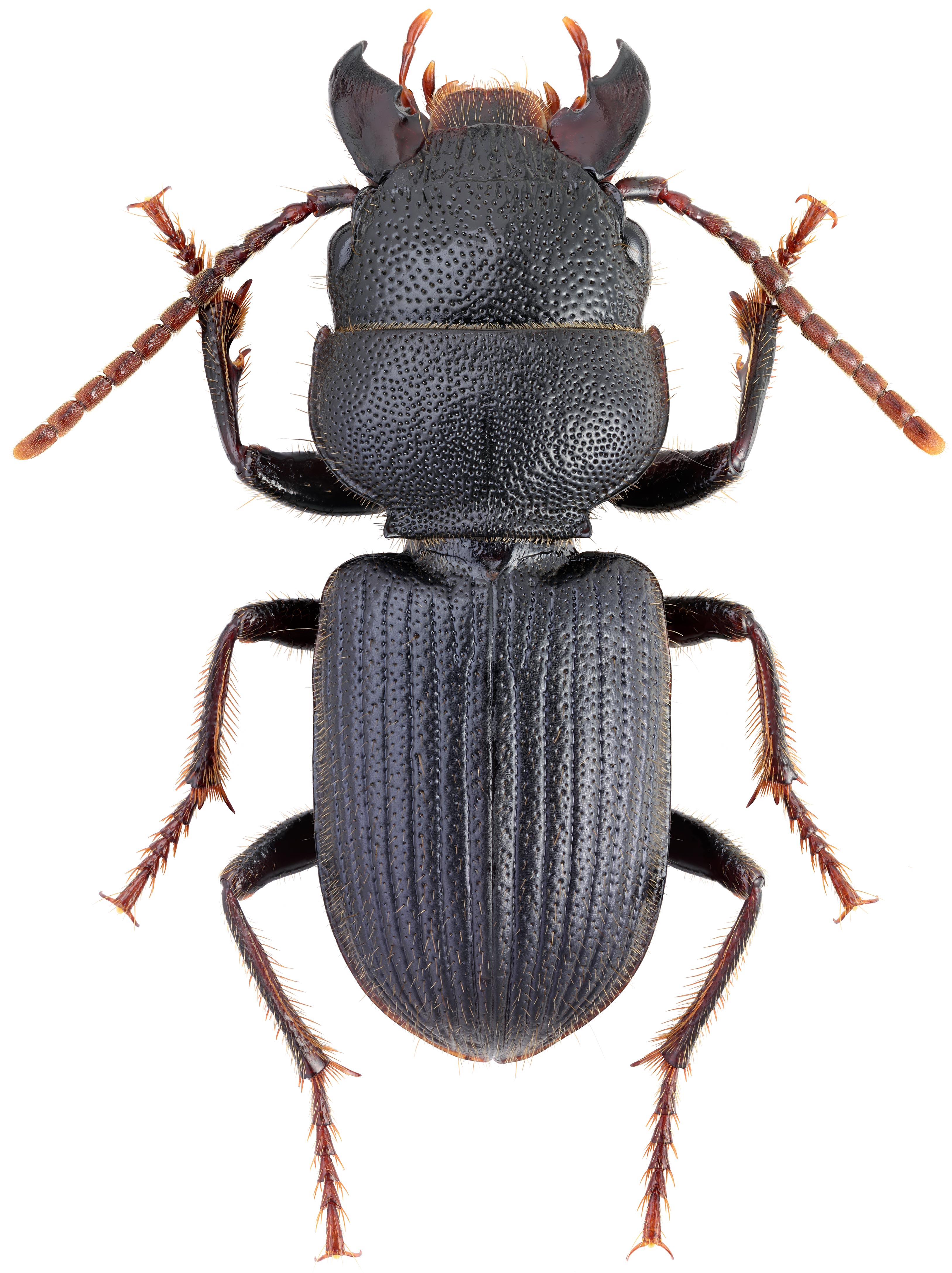 Genus Dixus Billberg, 1820: 27 - Carabidae
