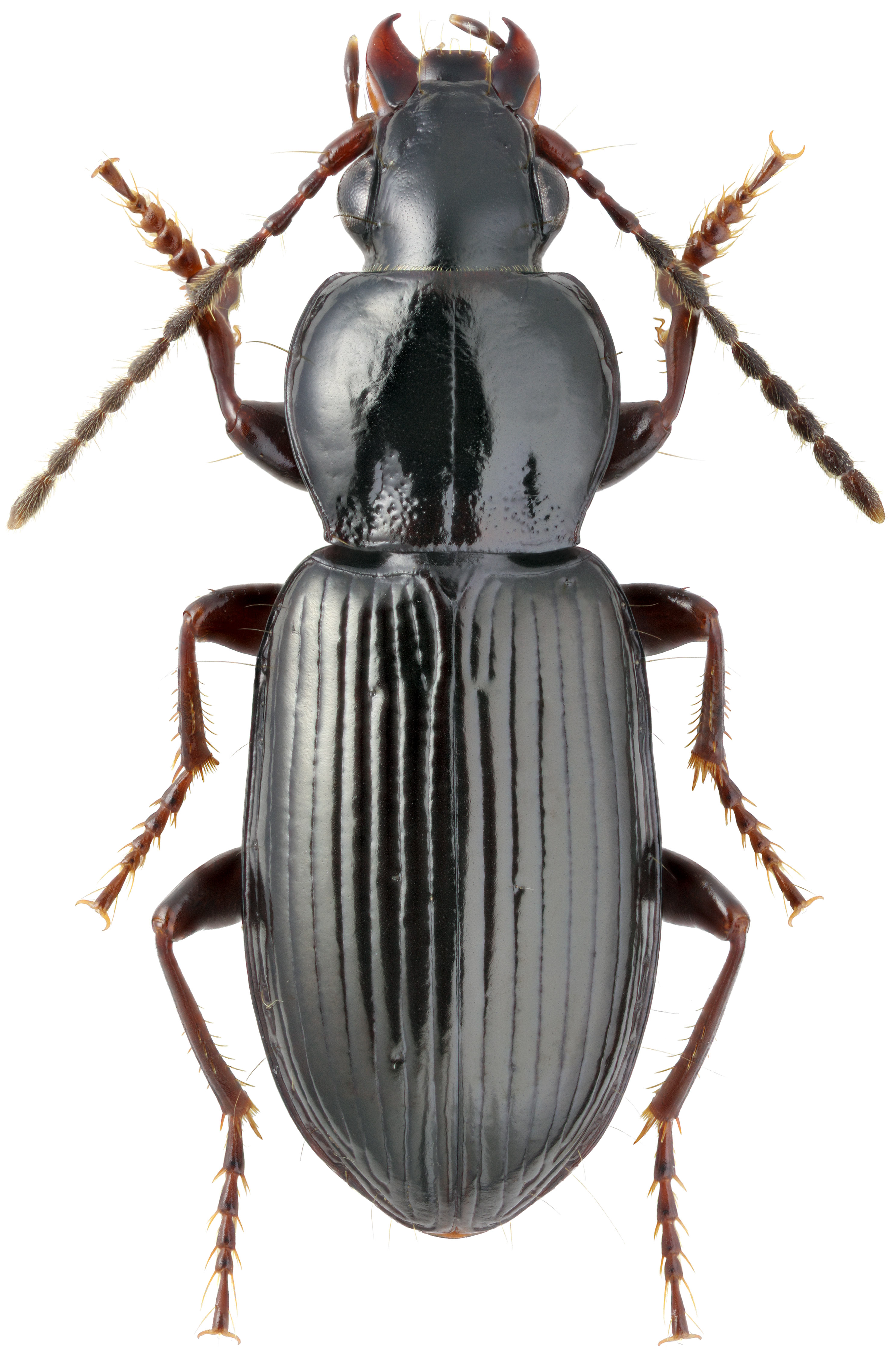 Pterostichus (Phonias) diligens (Sturm, 1824) - Carabidae