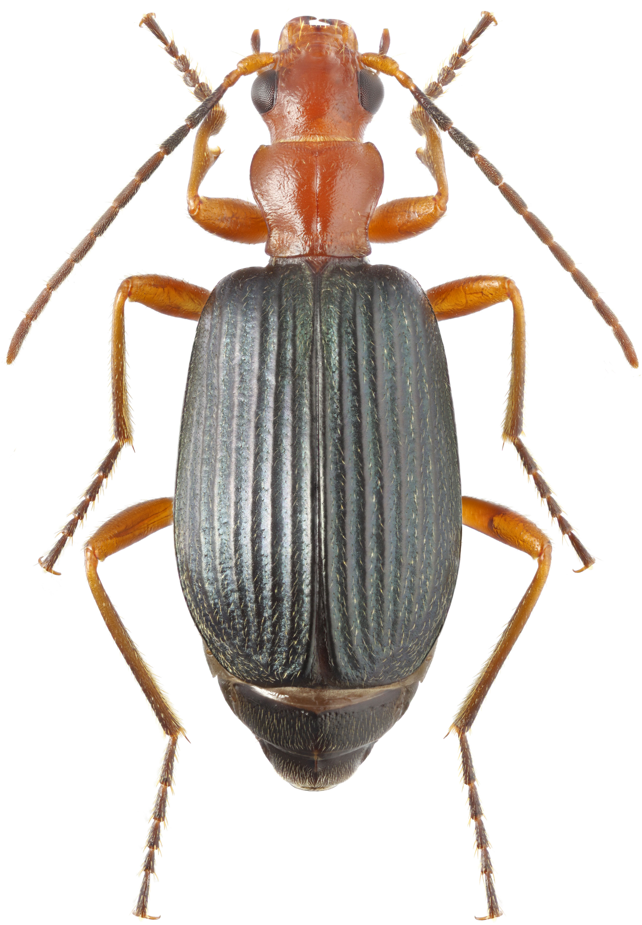 Brachinus - Alchetron, The Free Social Encyclopedia