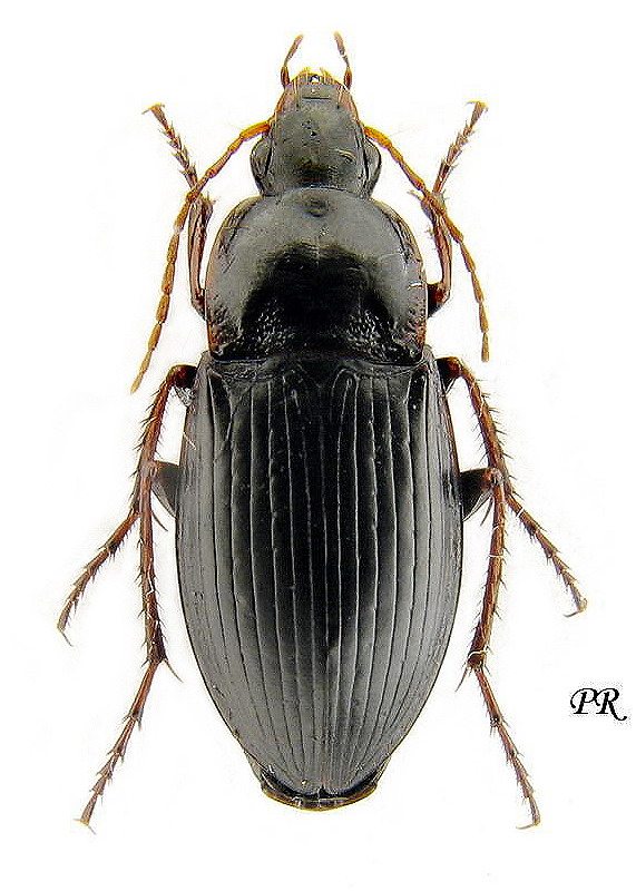 Calathus - Alchetron, The Free Social Encyclopedia