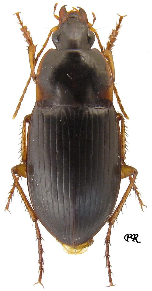 Calathus - Alchetron, The Free Social Encyclopedia