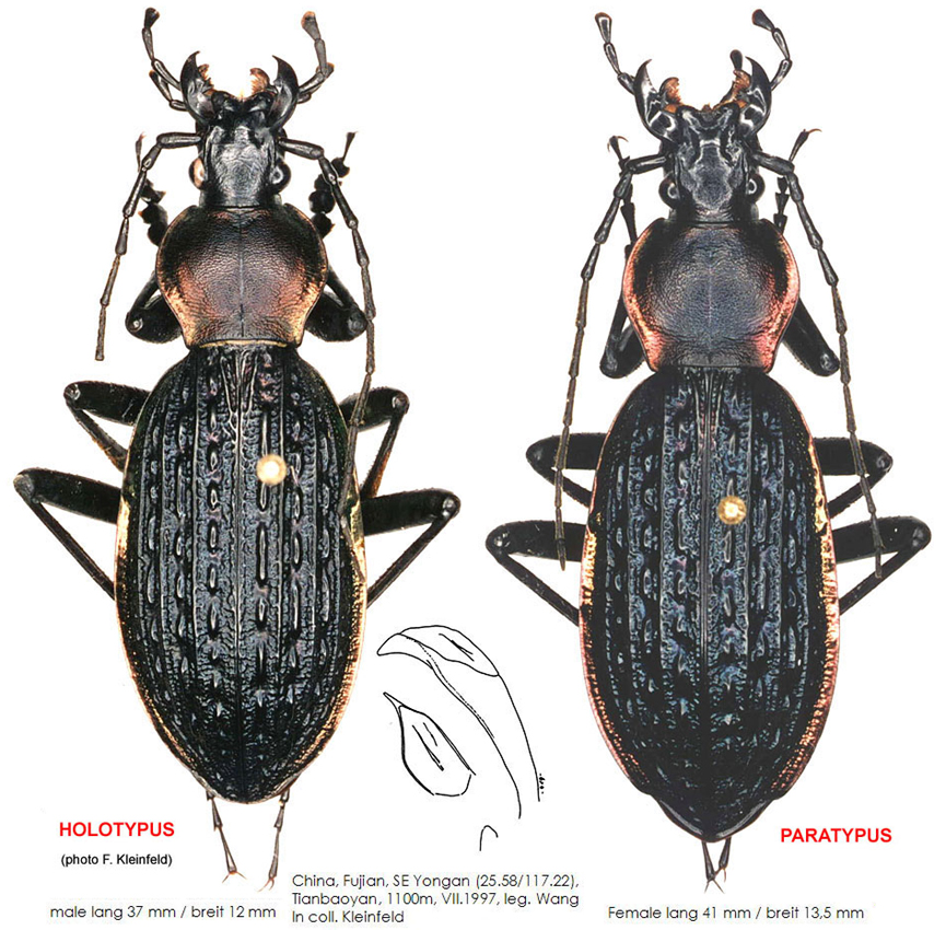 Carabus (Apotomopterus) penelope penelope Kleinfeld, 1997 - Carabidae