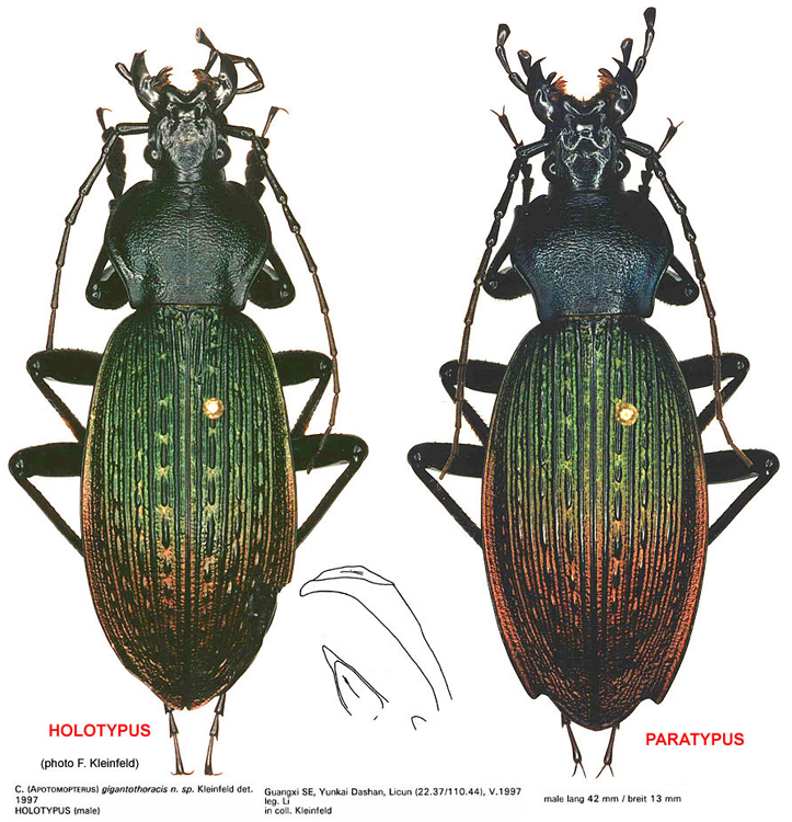 Carabus (Apotomopterus) shun Deuve, 1995 - Carabidae
