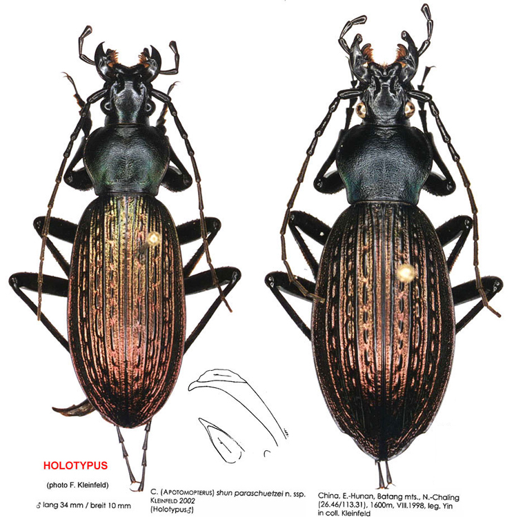 Carabus (Apotomopterus) shun Deuve, 1995 - Carabidae