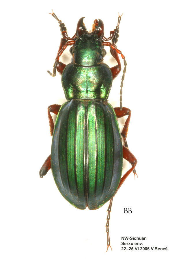 Carabus (Calocarabus) gratus Semenov, 1887 - Carabidae