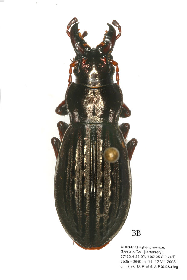 Carabus (Calocarabus) przewalskii Morawitz, 1886 - Carabidae