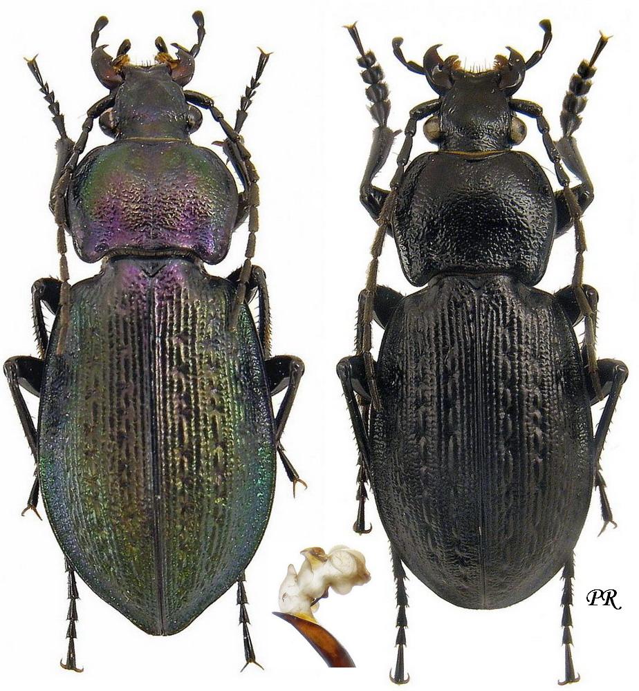 Carabinae - Alchetron, The Free Social Encyclopedia