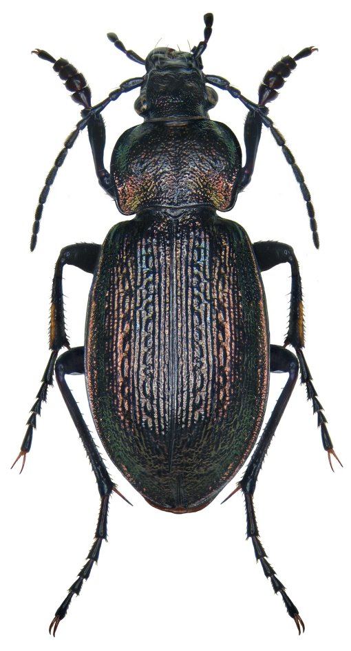 Carabus (Carabus) arvensis Herbst, 1784 - Carabidae