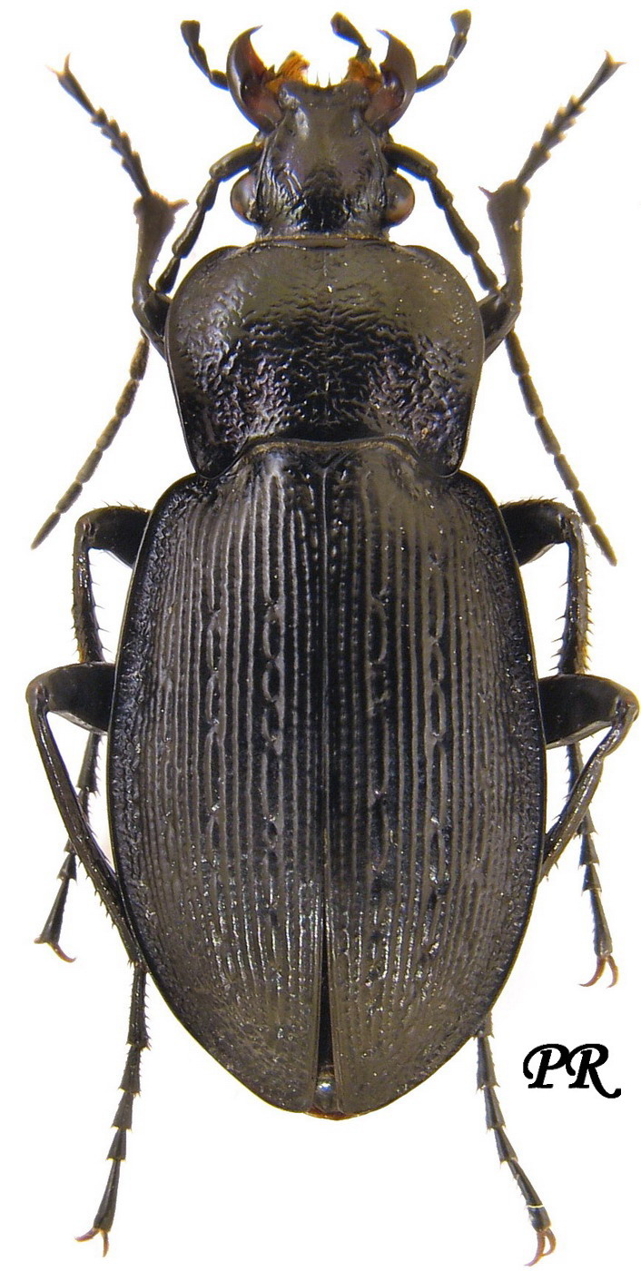 Subgenus Carabus sensu stricto - Carabidae