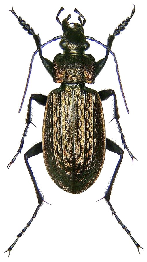 Carabus - Alchetron, The Free Social Encyclopedia