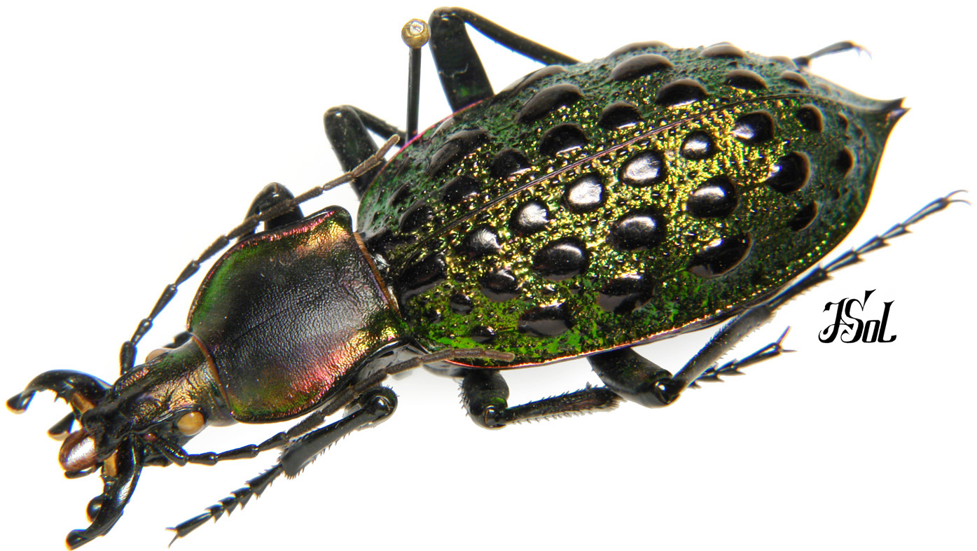 Carabus (Coptolabrus) augustus Bates, 1888 - Carabidae