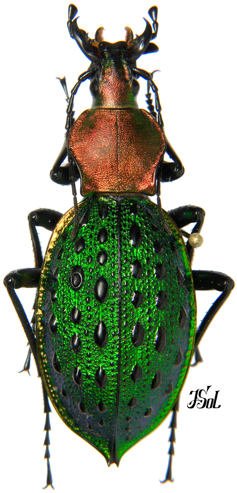 Carabus (Coptolabrus) principalis Bates, 1889 - Carabidae