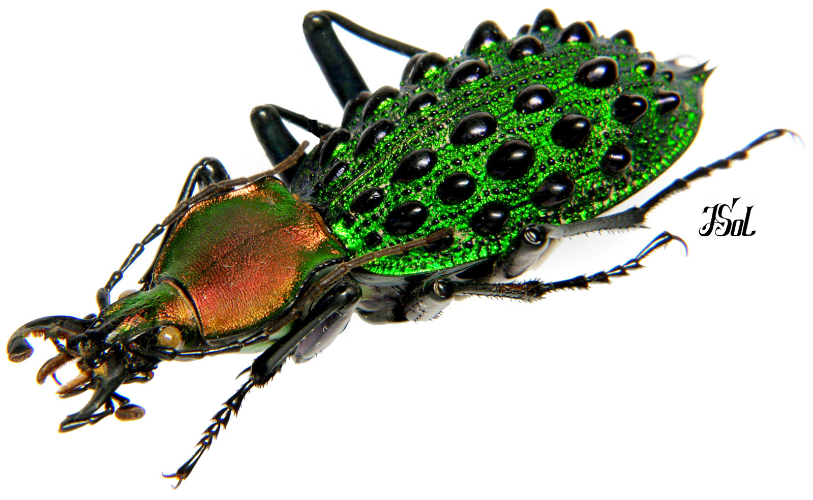 Carabus (Coptolabrus) pustulifer Lucas, 1869 - Carabidae