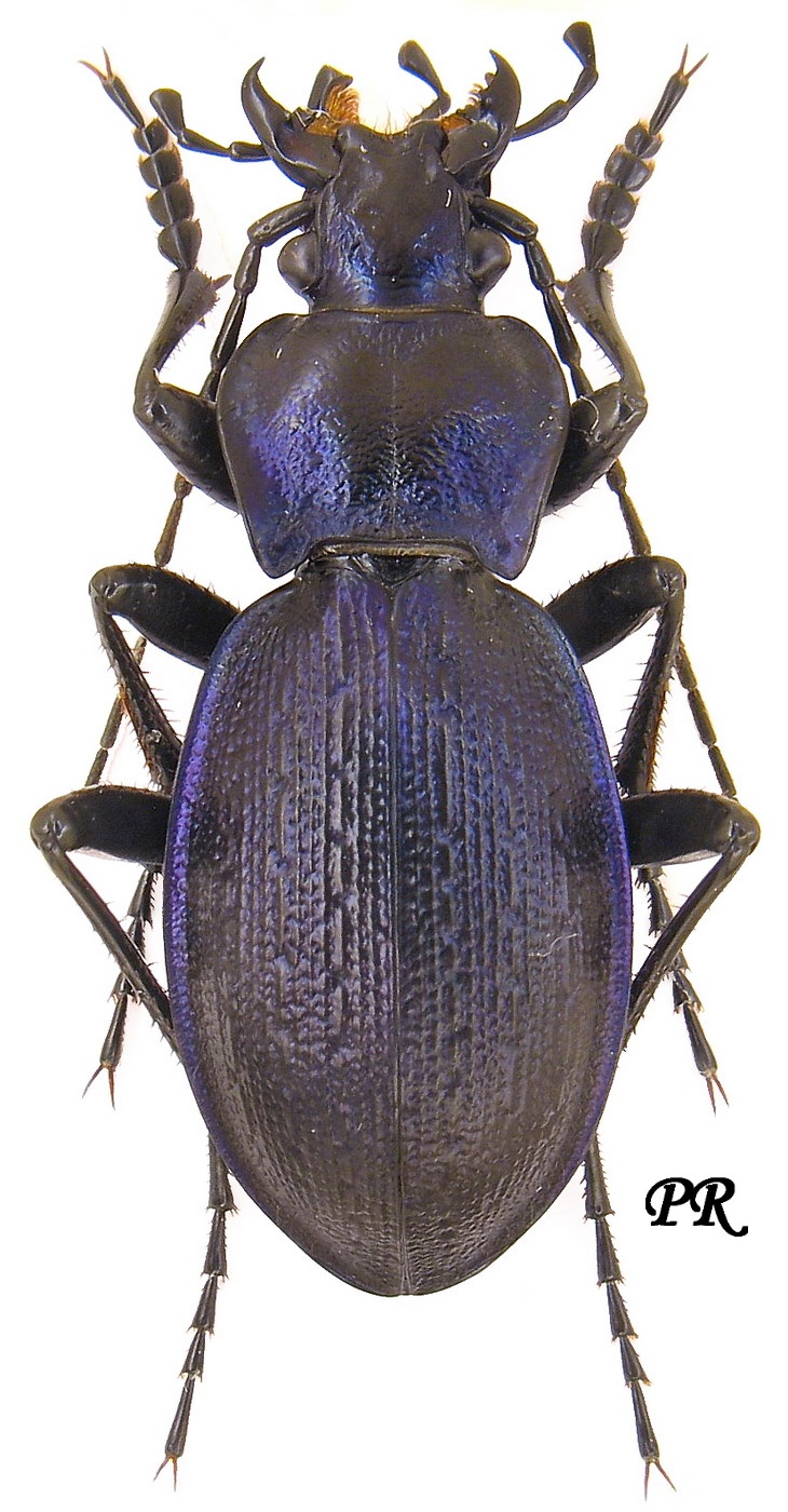 Carabus problematicus - Alchetron, The Free Social Encyclopedia