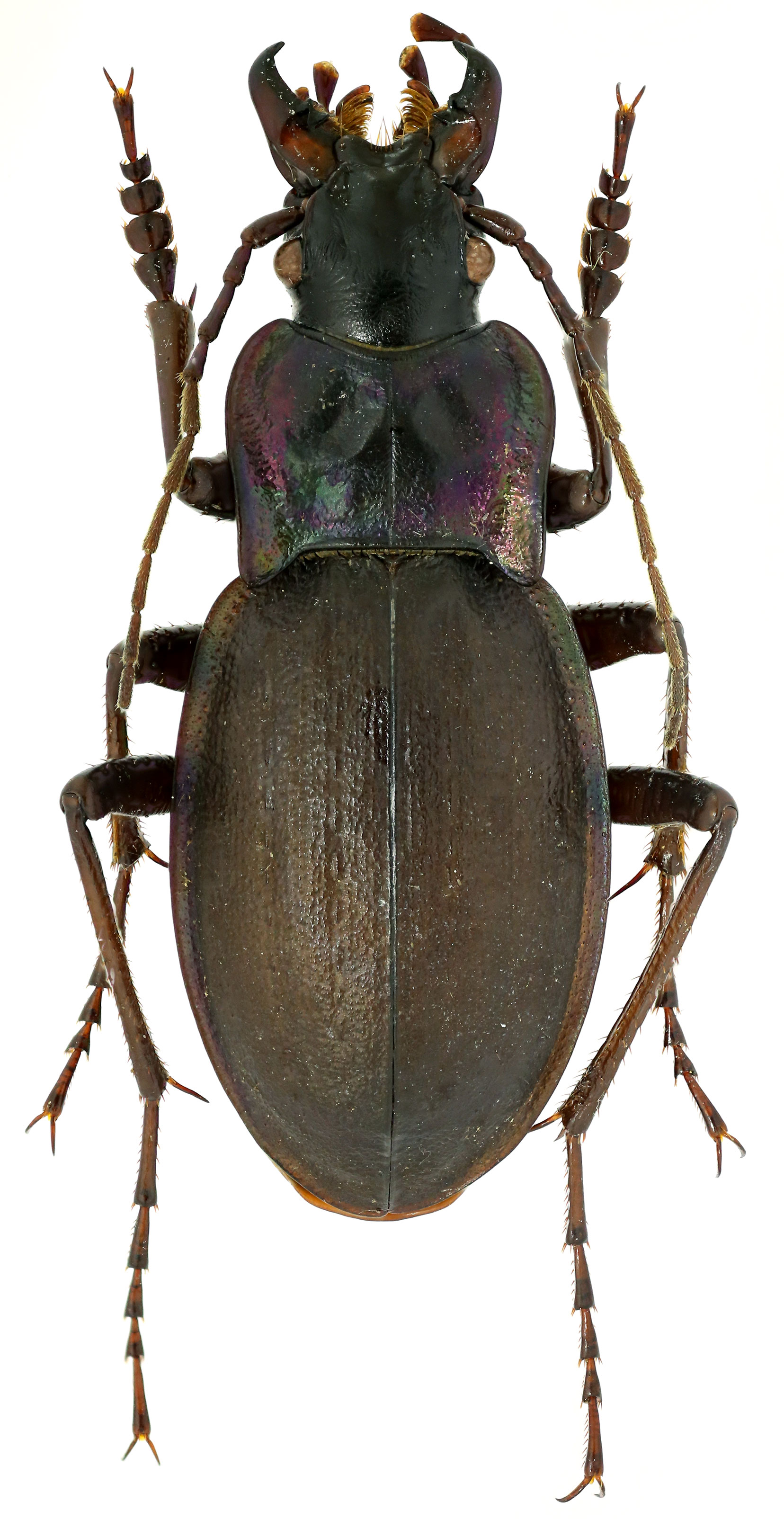 Carabus (Mesocarabus) riffensis Fairmaire, 1875 - Carabidae