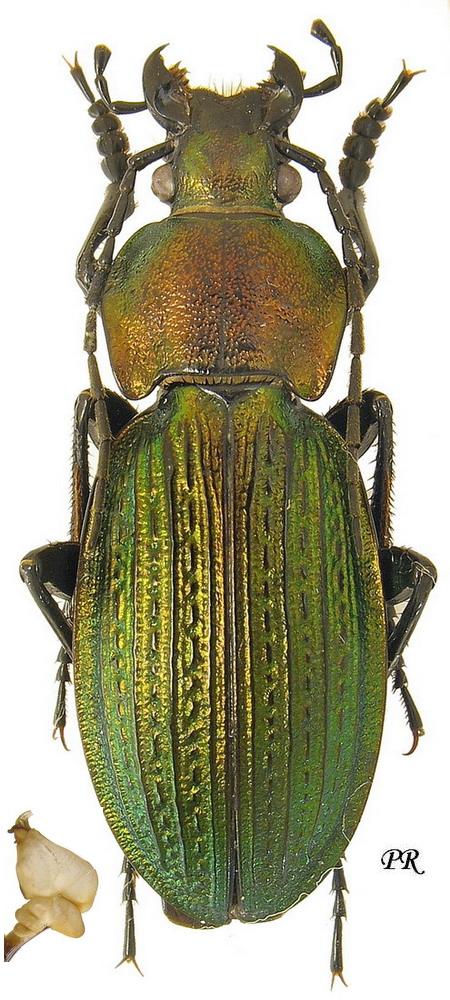 Carabus monilis - Alchetron, The Free Social Encyclopedia