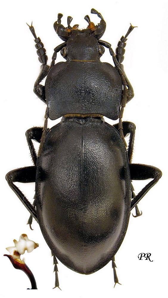 Carabus glabratus - Alchetron, The Free Social Encyclopedia