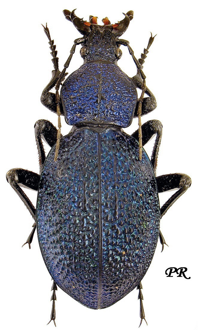 Subgenus Procerus Dejean, 1828 - Carabidae