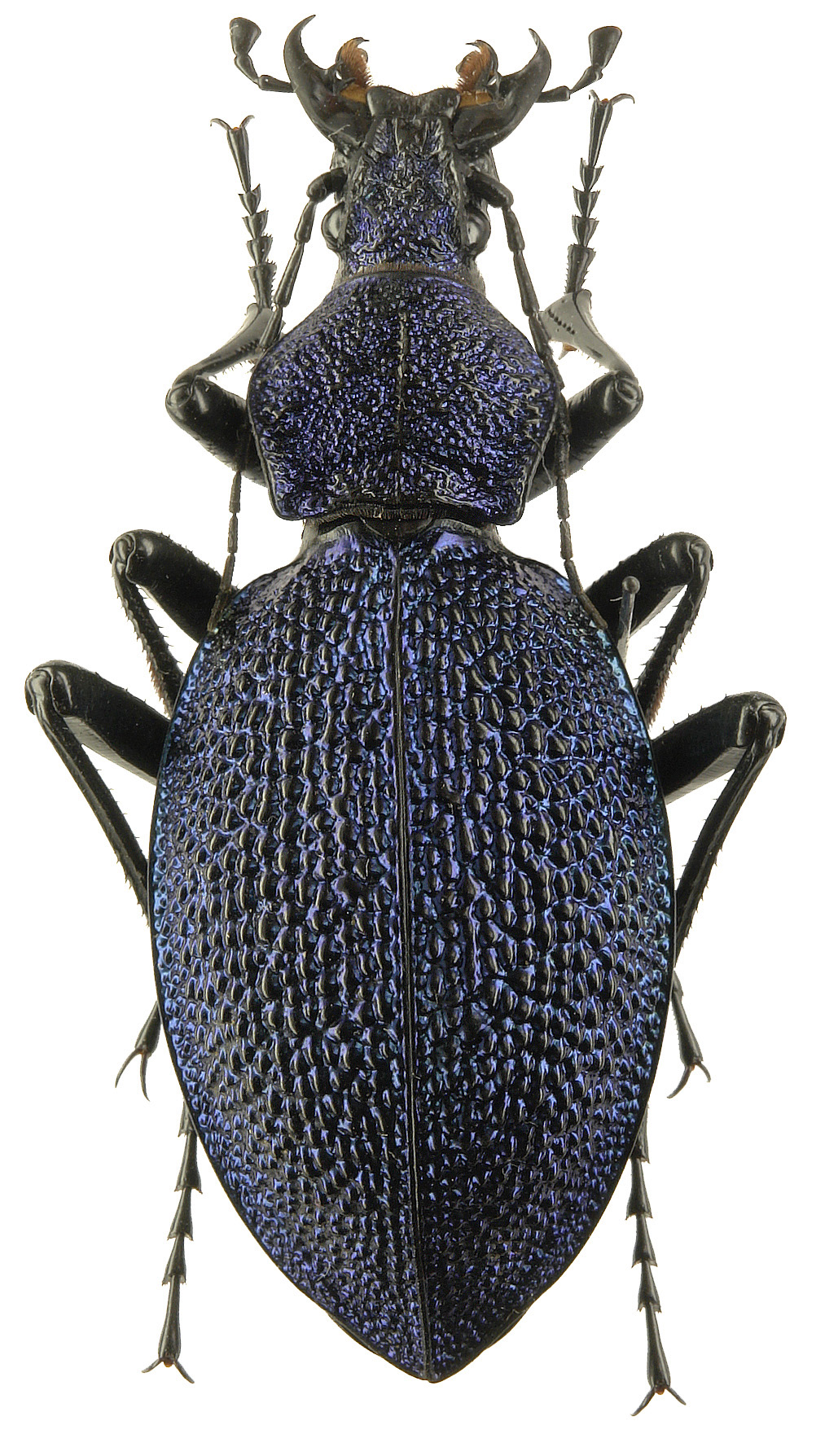 Carabus (Procerus) scabrosus colchicus Motschulsky, 1844 - Carabidae