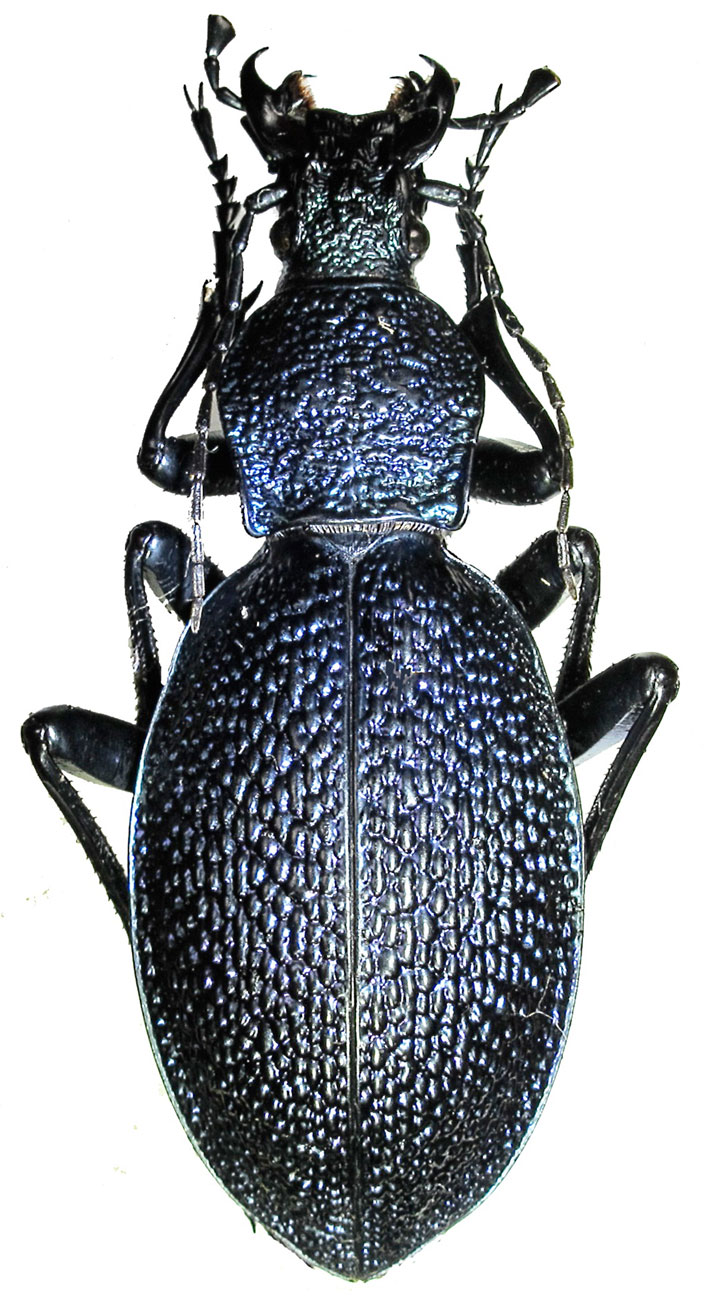 Carabus (Procerus) scabrosus scabrosus Olivier, 1795 - Carabidae