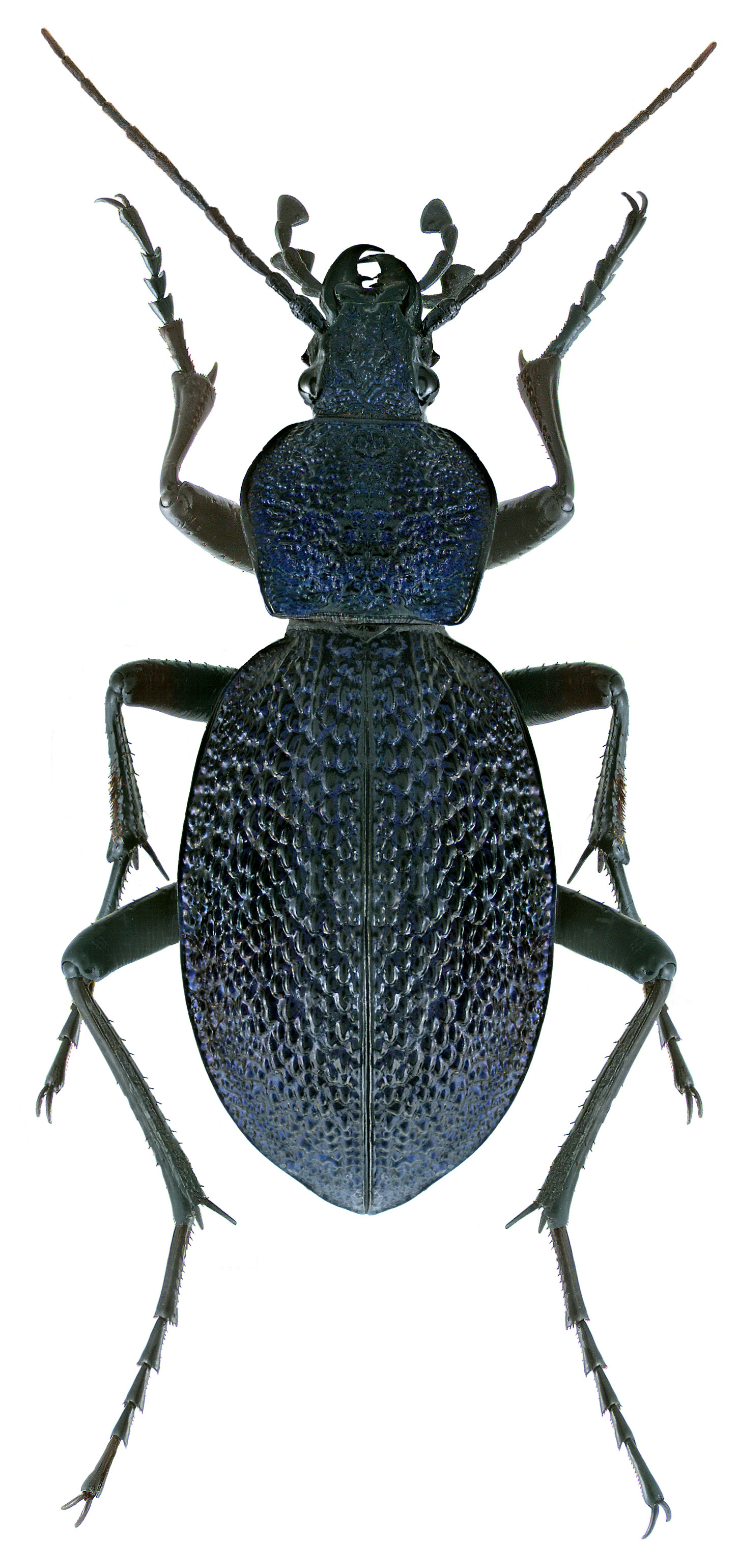 Carabus (Procerus) scabrosus tauricus Bonelli, 1811 - Carabidae
