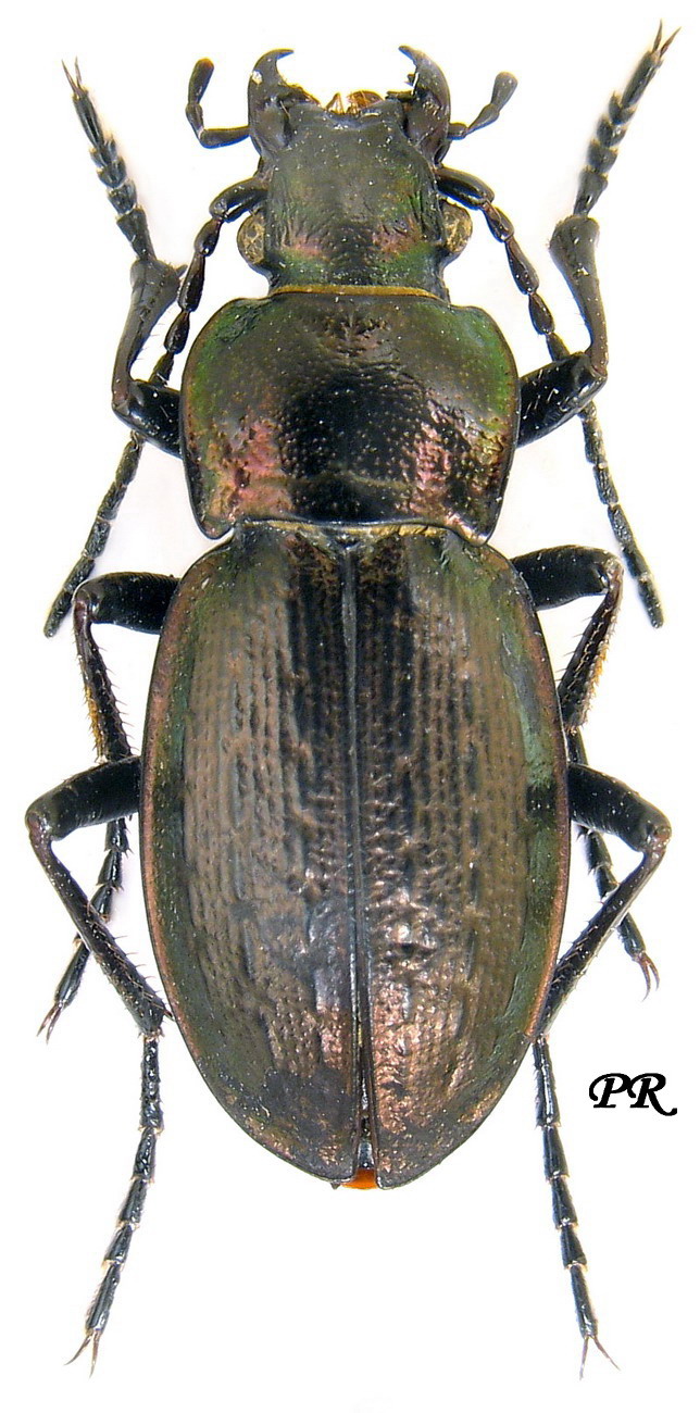Carabus (Rhigocarabus) roborowskii Semenov, 1887 - Carabidae