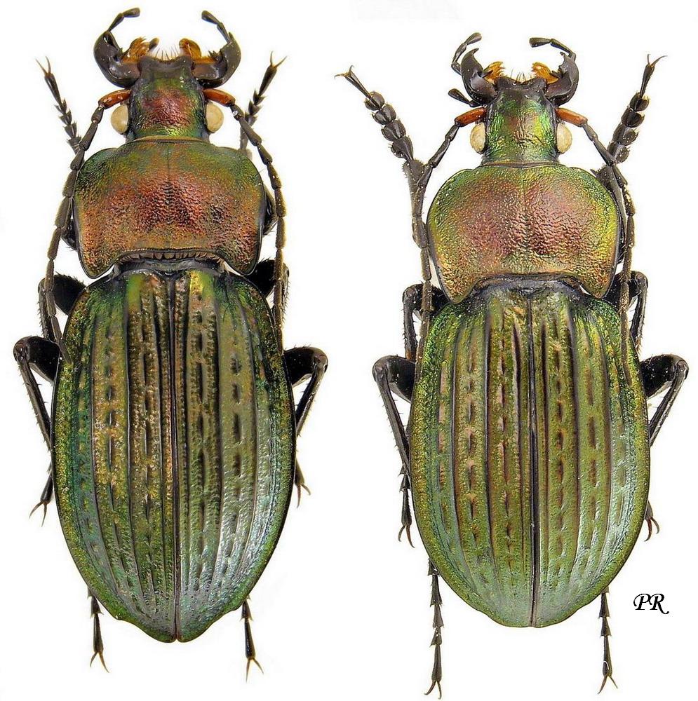 Carabus cancellatus - Alchetron, The Free Social Encyclopedia