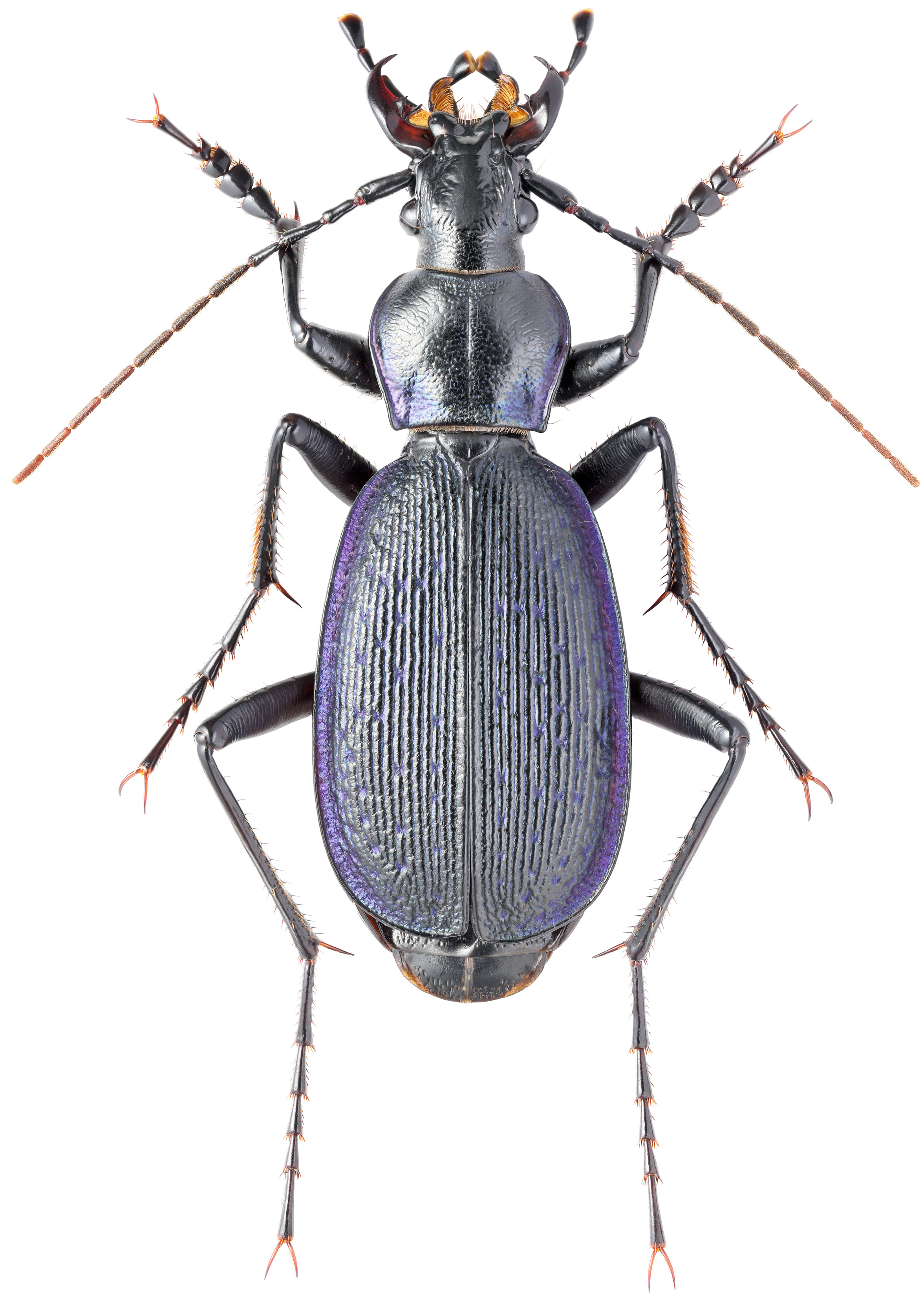 Carabus (Tribax) agnatus Ganglbauer, 1889 - Carabidae