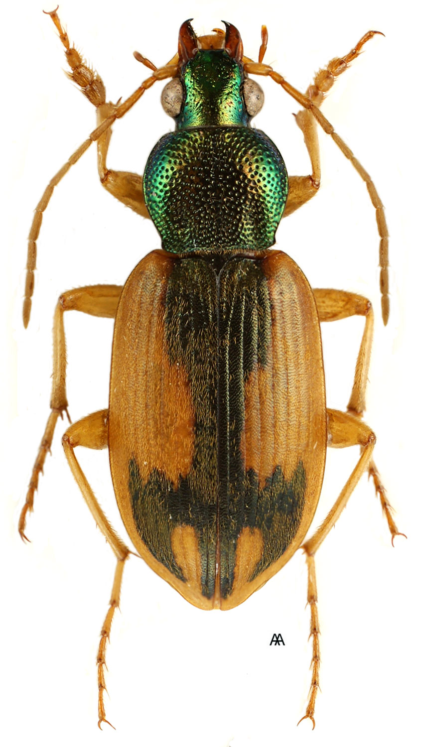 Chlaenius - Alchetron, The Free Social Encyclopedia