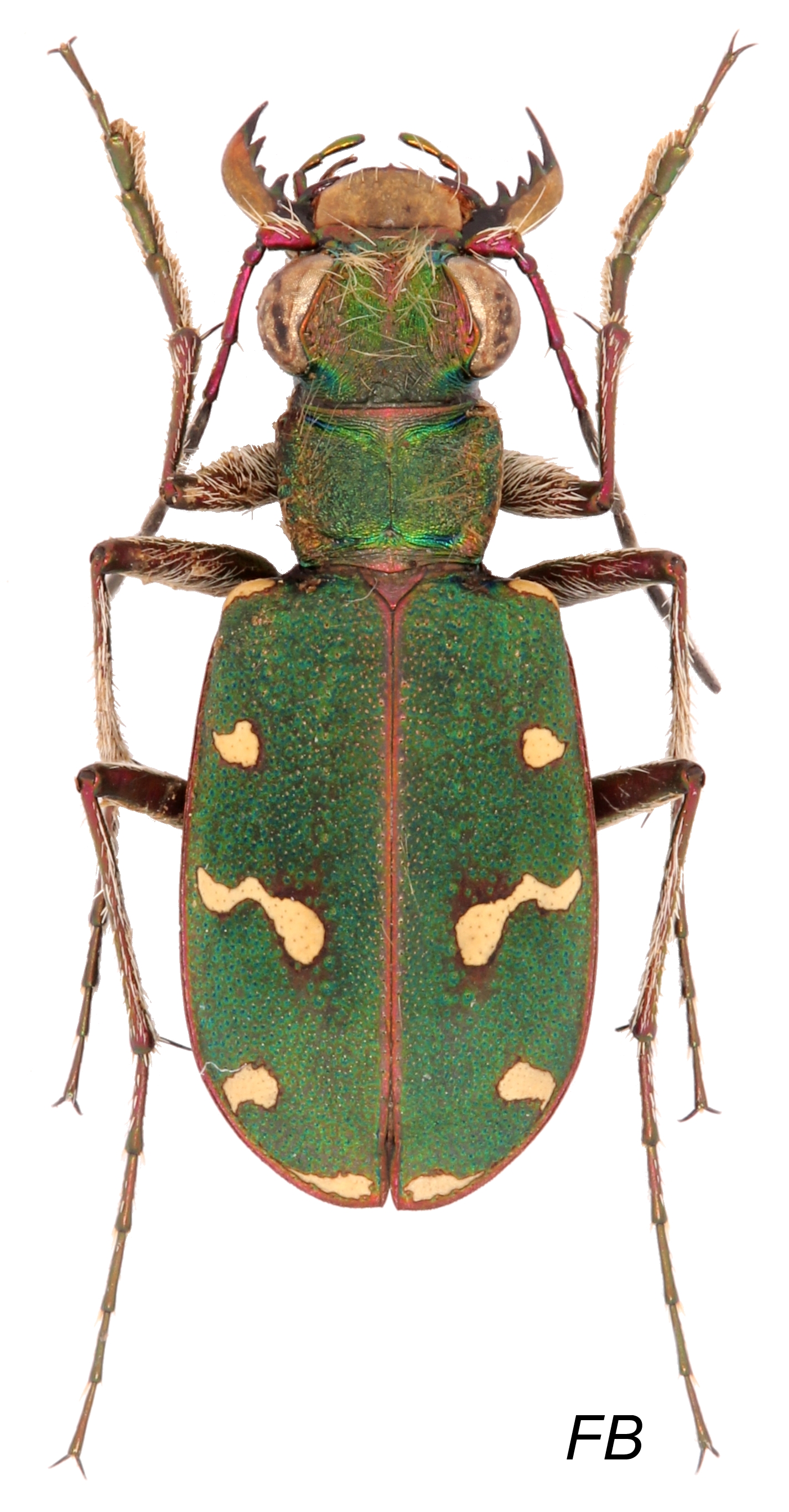 Cicindela campestris - Alchetron, The Free Social Encyclopedia