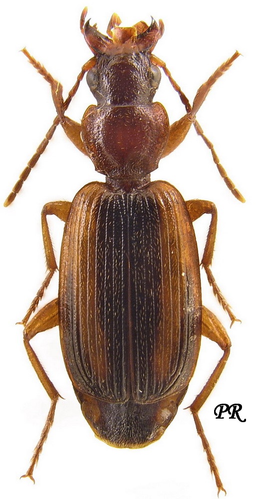 Cymindis - Alchetron, The Free Social Encyclopedia