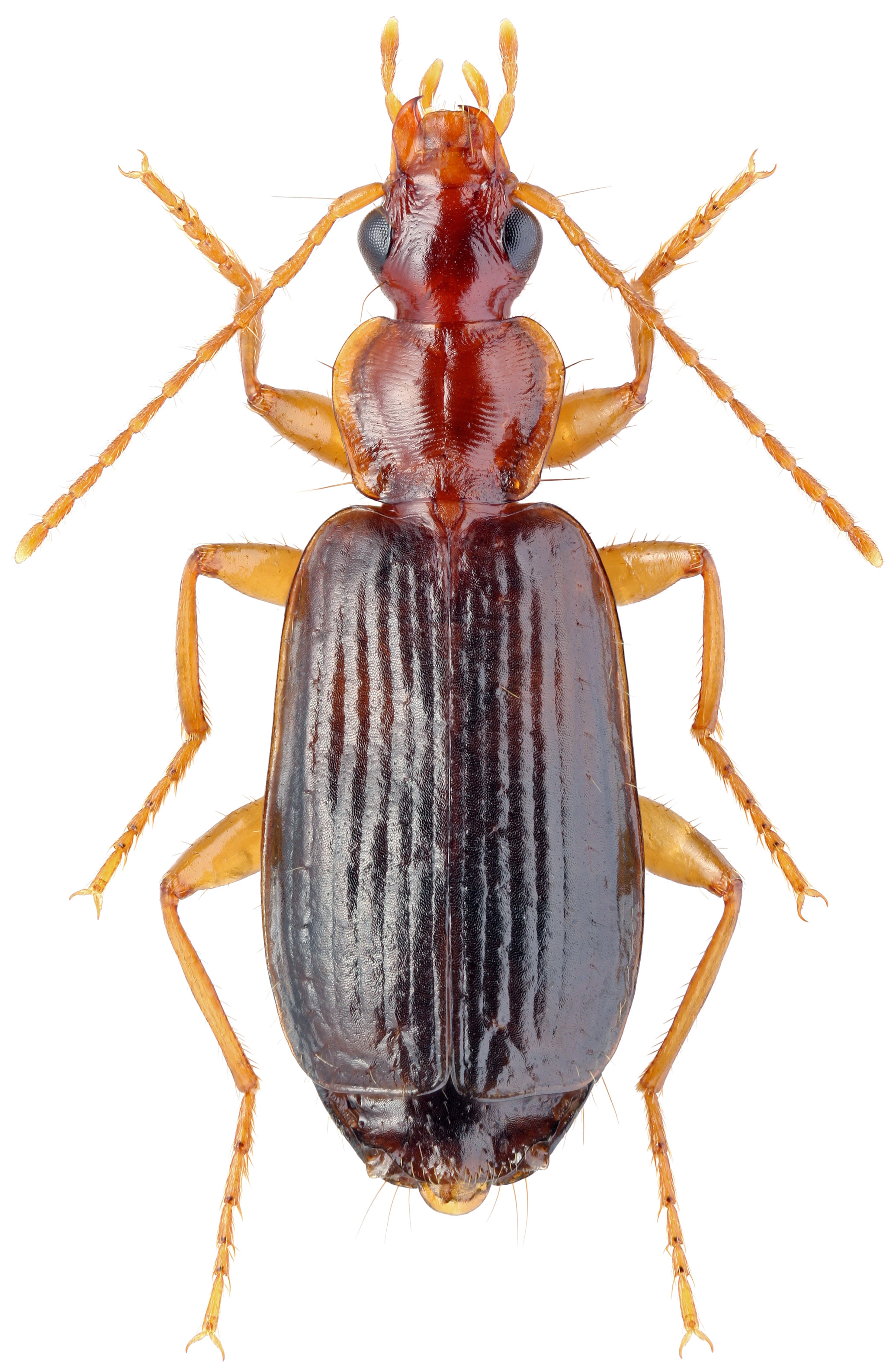 Subgenus Dromius sensu stricto - Carabidae