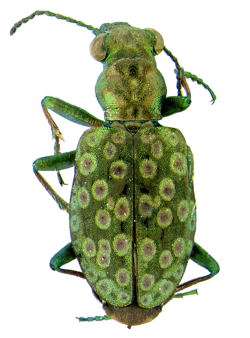 Elaphrus - Alchetron, The Free Social Encyclopedia
