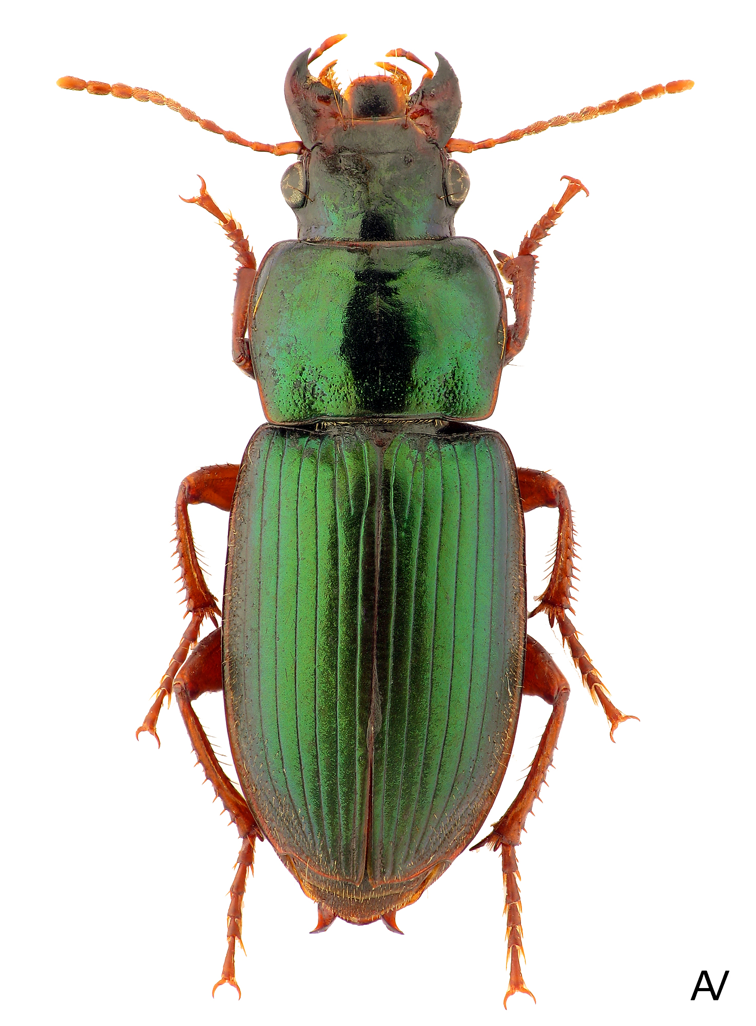 Harpalus (Harpalus) affinis (Schrank, 1781) - Carabidae