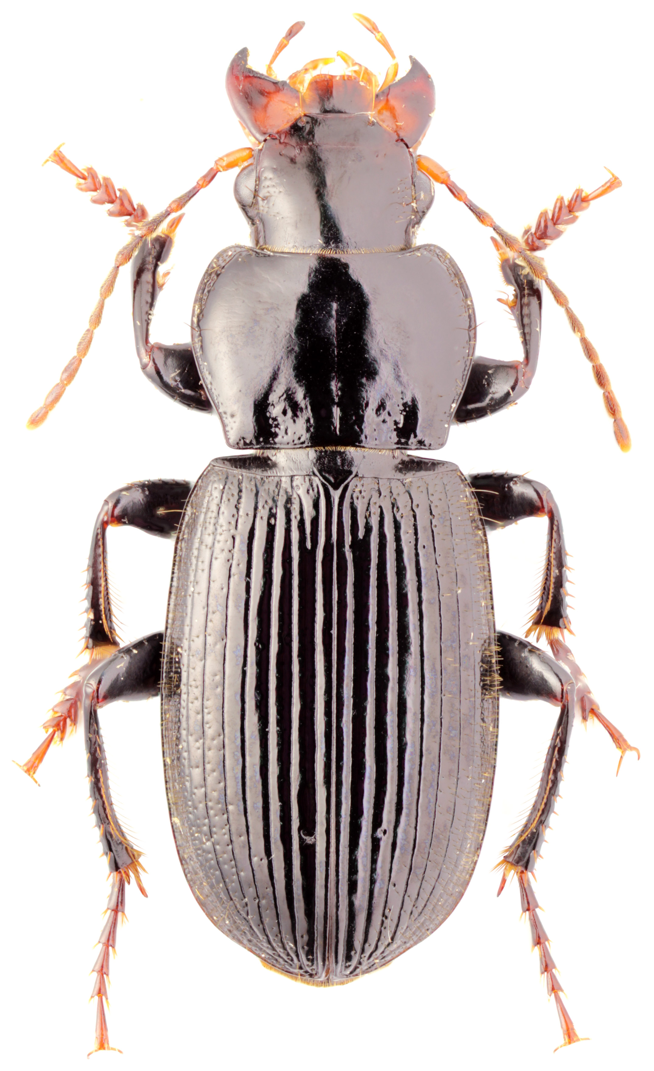 Genus Harpalus Latreille, 1802: 92 - Carabidae