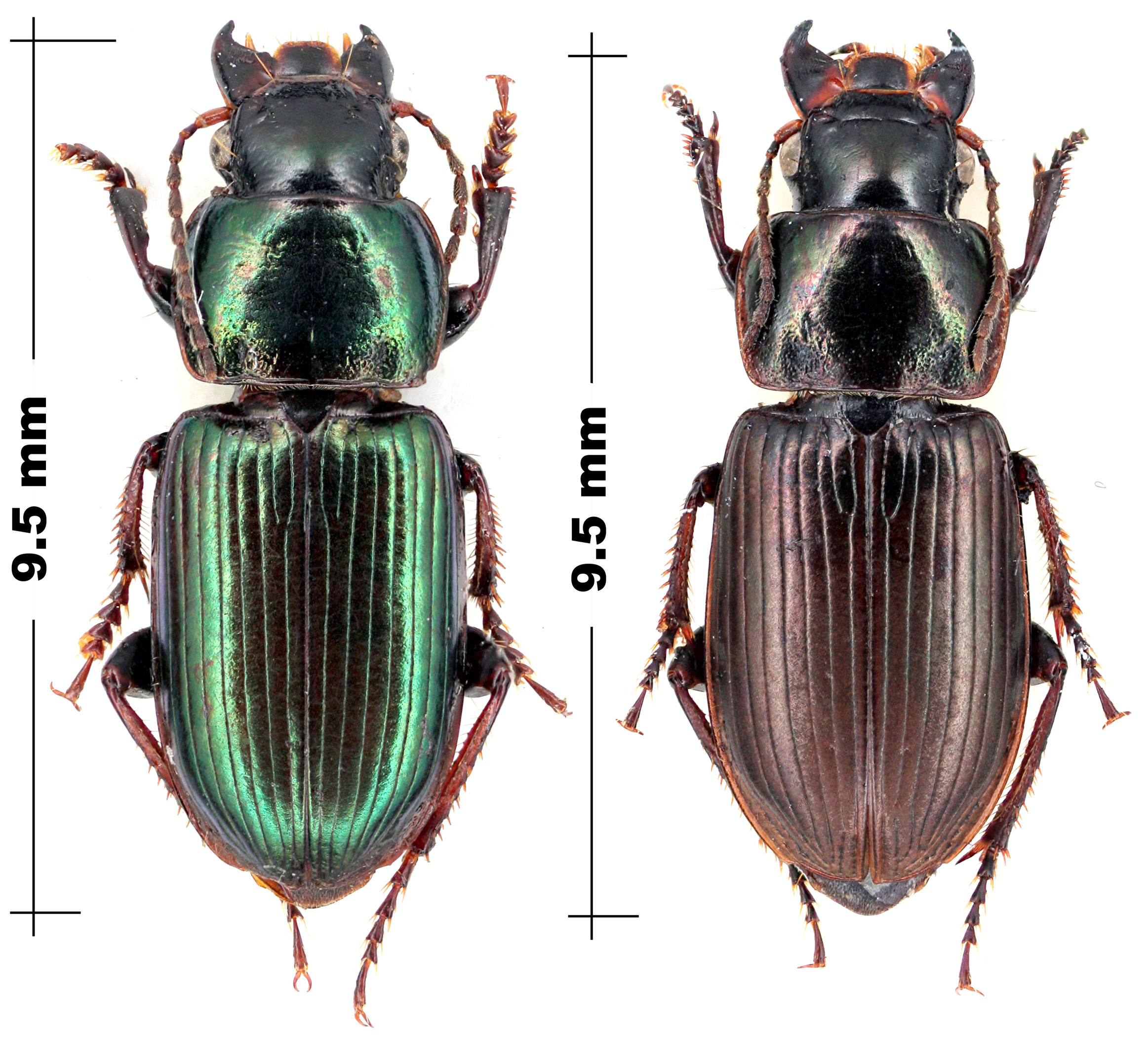Subfamily Harpalinae Bonelli, 1810 - Carabidae