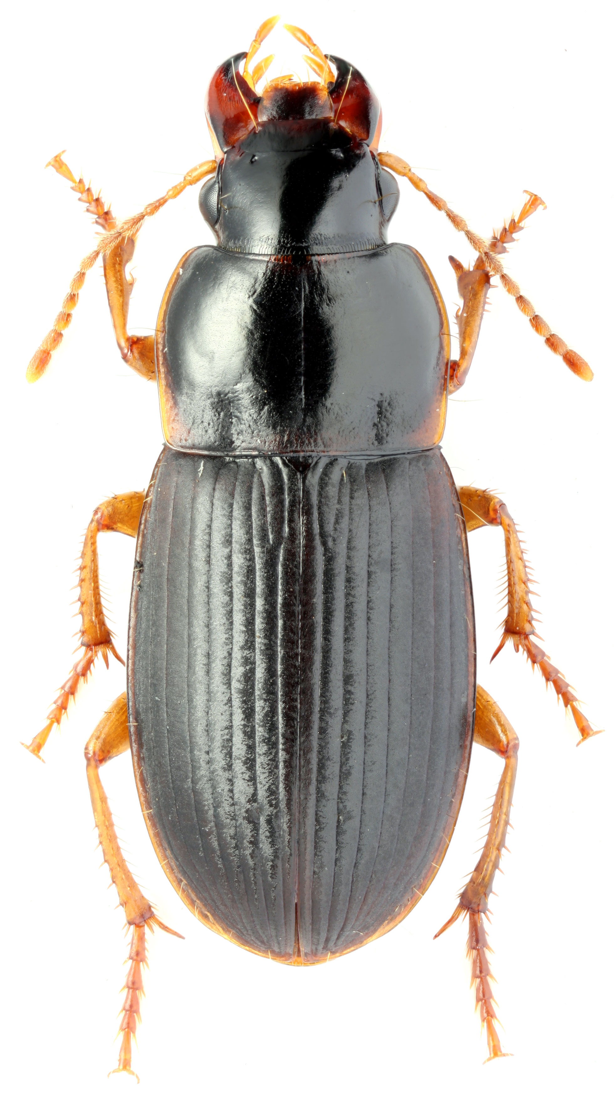 Harpalus (Harpalus) xanthopus winkleri Schauberger, 1923 - Carabidae