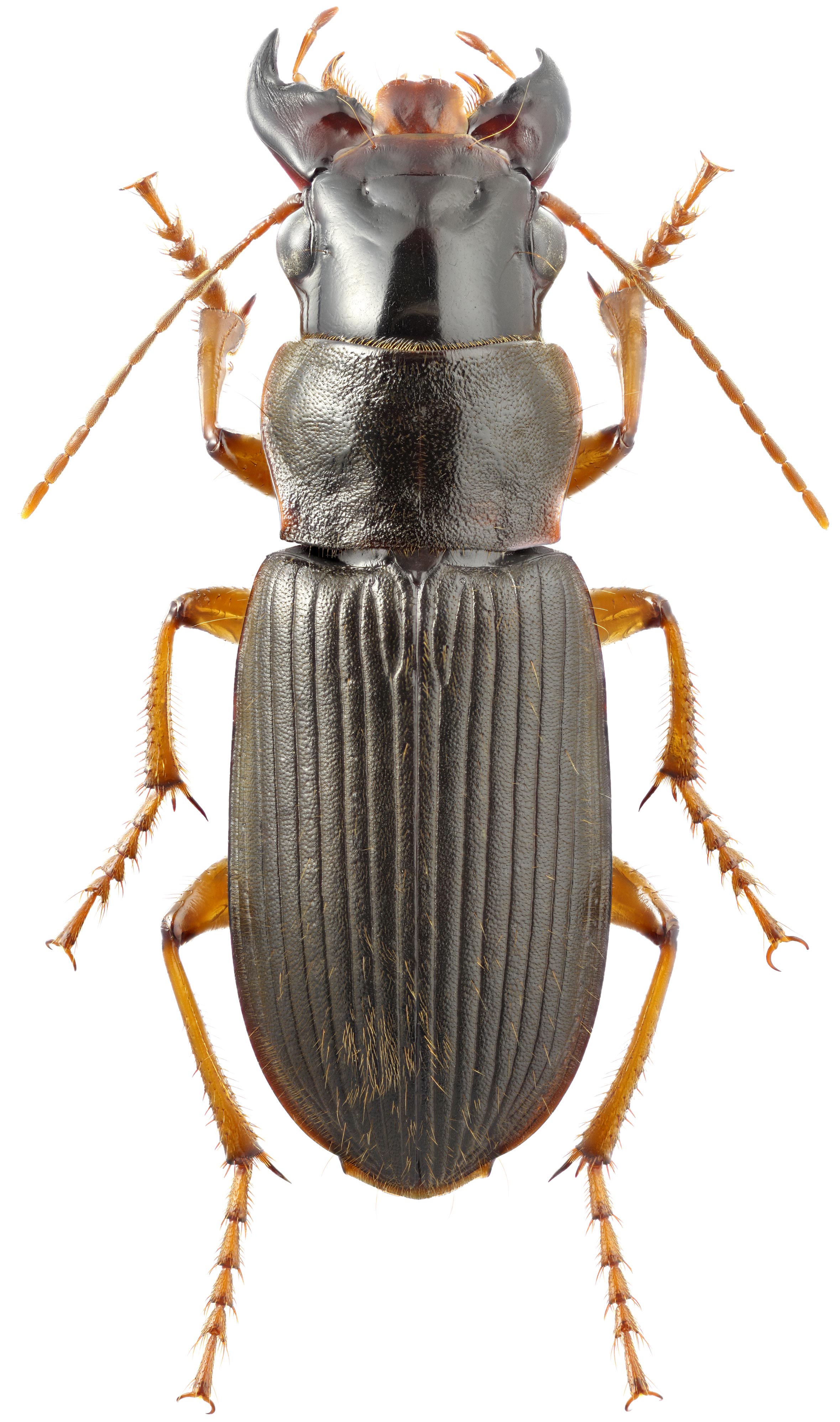 Genus Harpalus Latreille, 1802: 92 - Carabidae