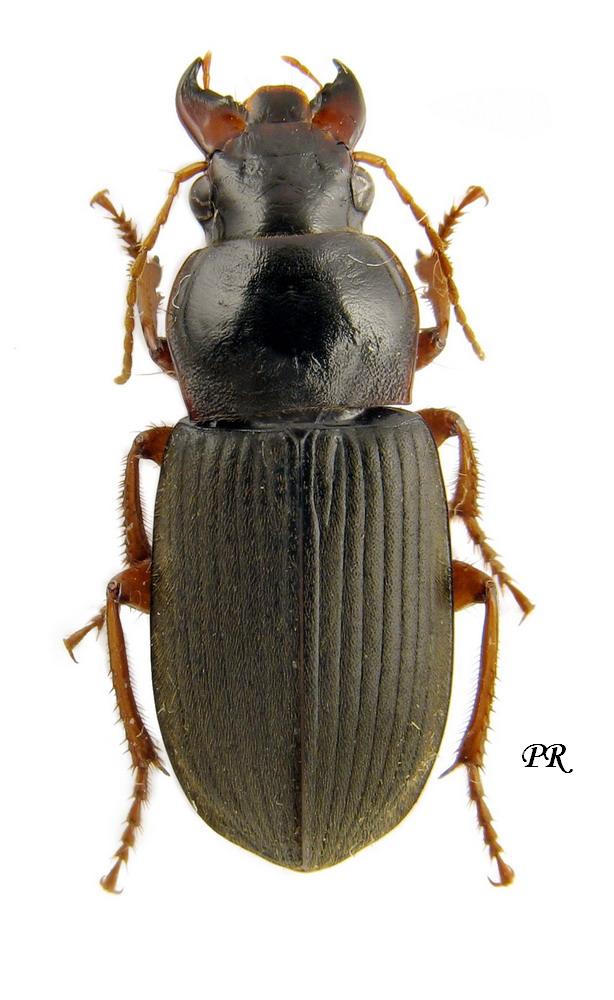 Harpalus (Pseudoophonus) rufipes (Degeer, 1774) - Carabidae