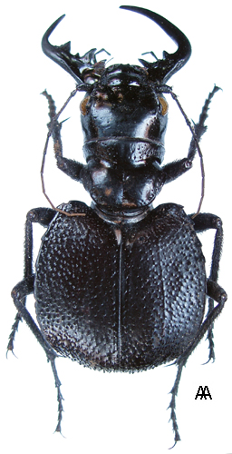 [unknown location]ZOMG AWESOME ALBUM... Oh, and what is this bug? : r ...