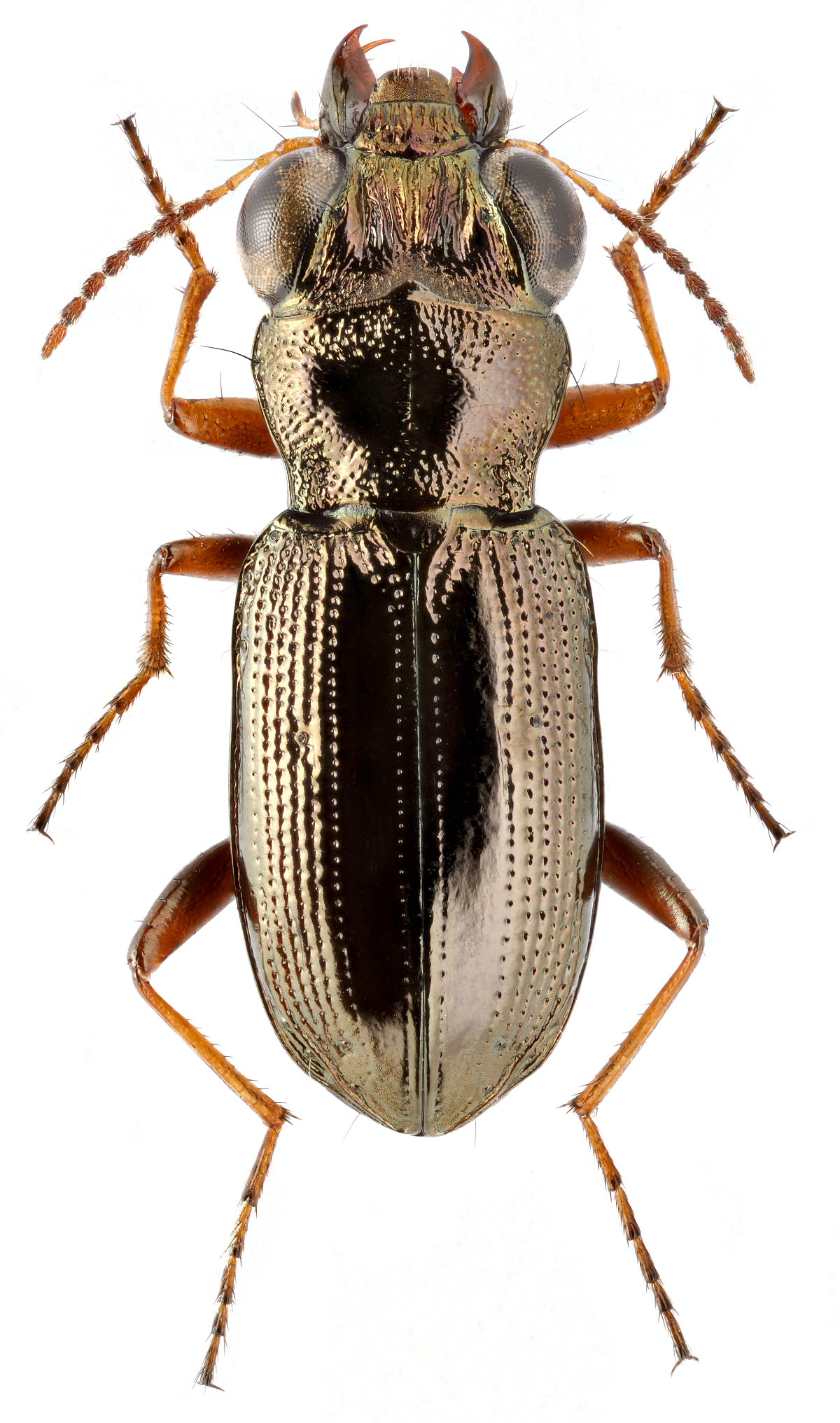 Notiophilus - Alchetron, The Free Social Encyclopedia