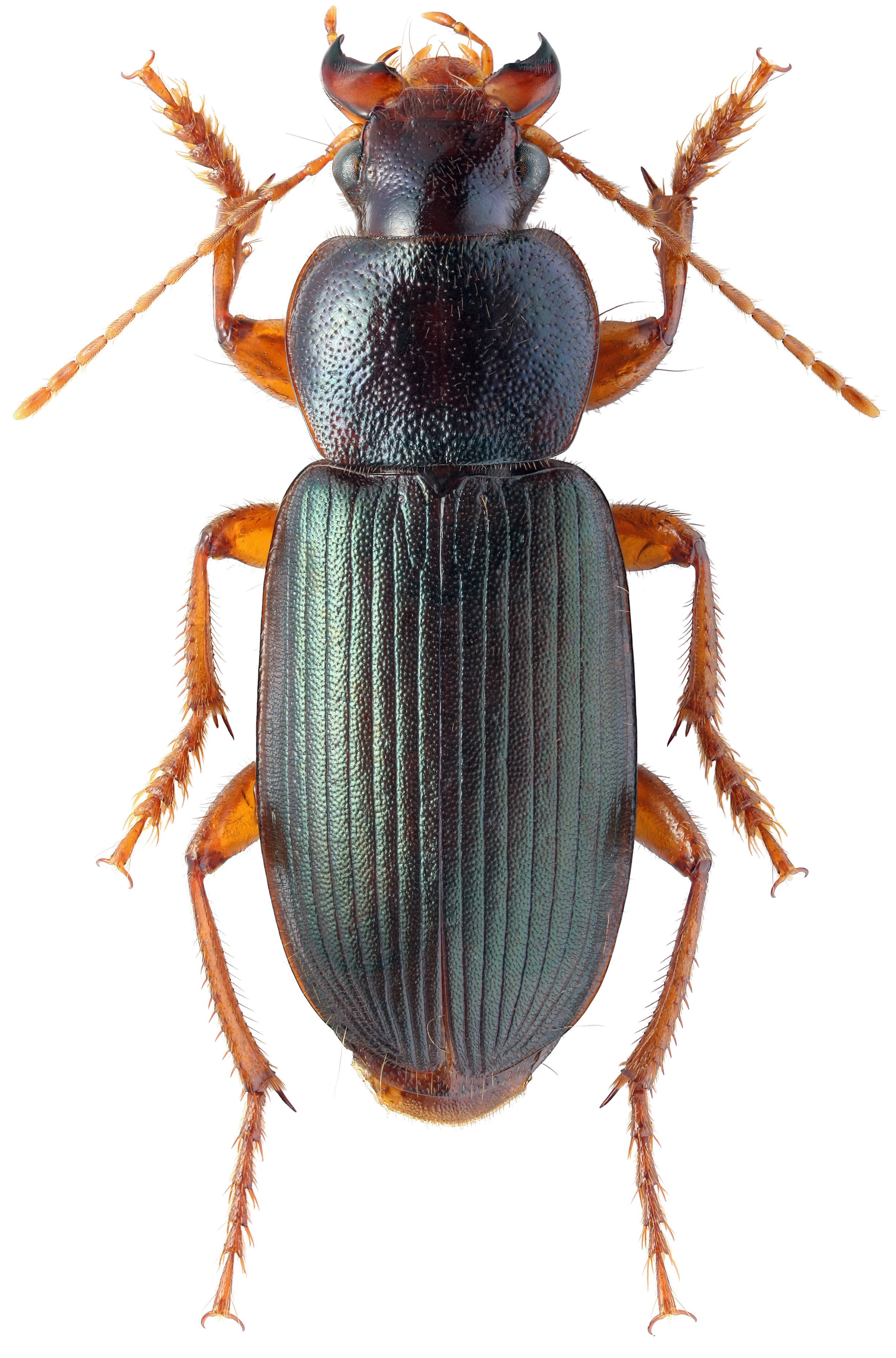 Ophonus - Alchetron, The Free Social Encyclopedia