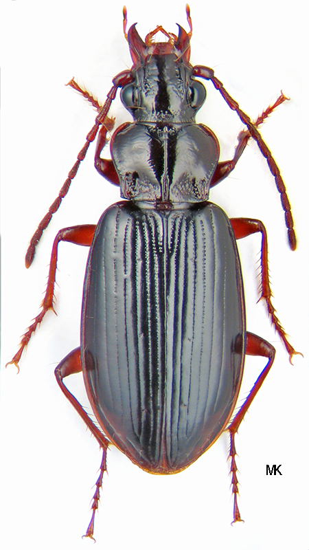 Patrobus - Alchetron, The Free Social Encyclopedia