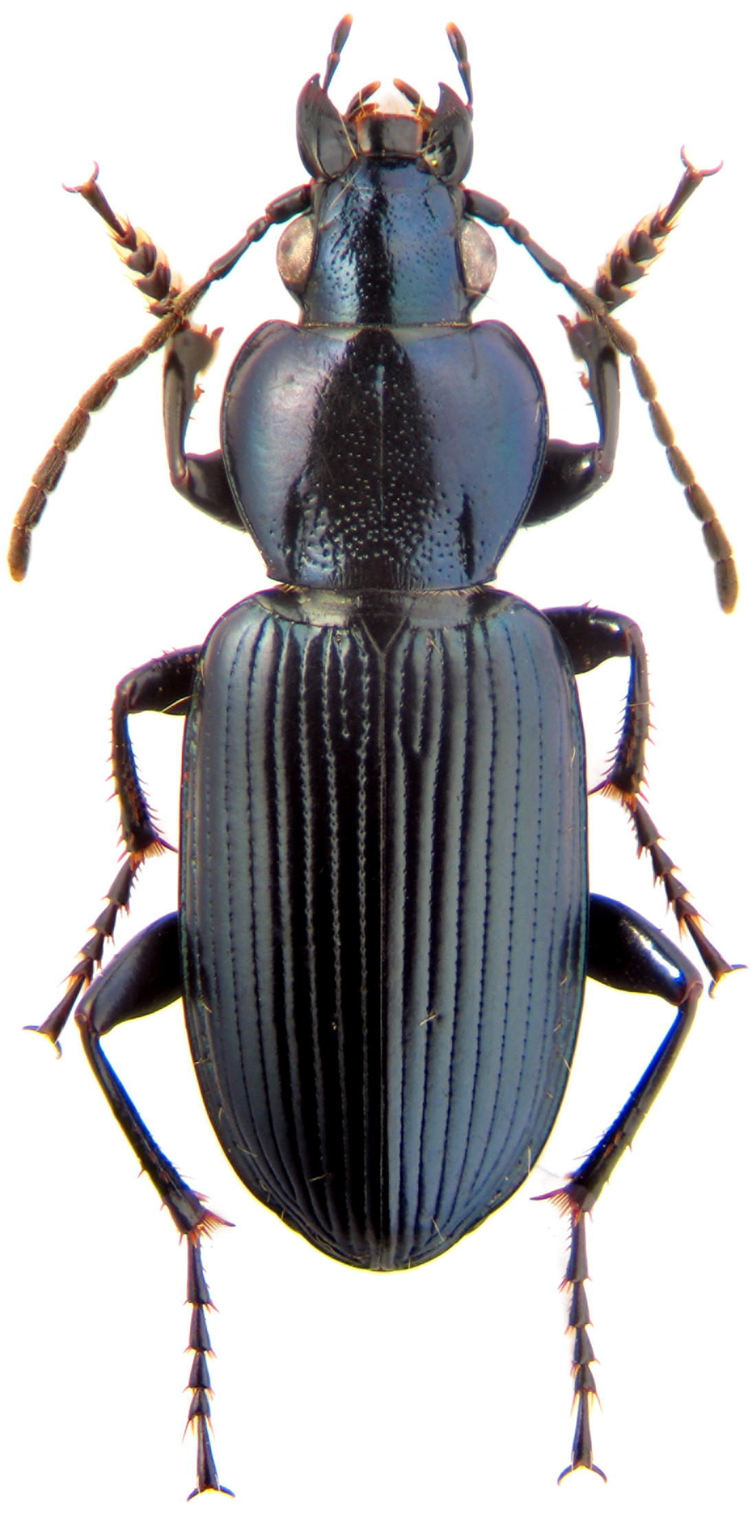 Poecilus - Alchetron, The Free Social Encyclopedia