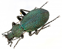 Carabus (Procerus) scabrosus tauricus Bonelli, 1811 - Carabidae
