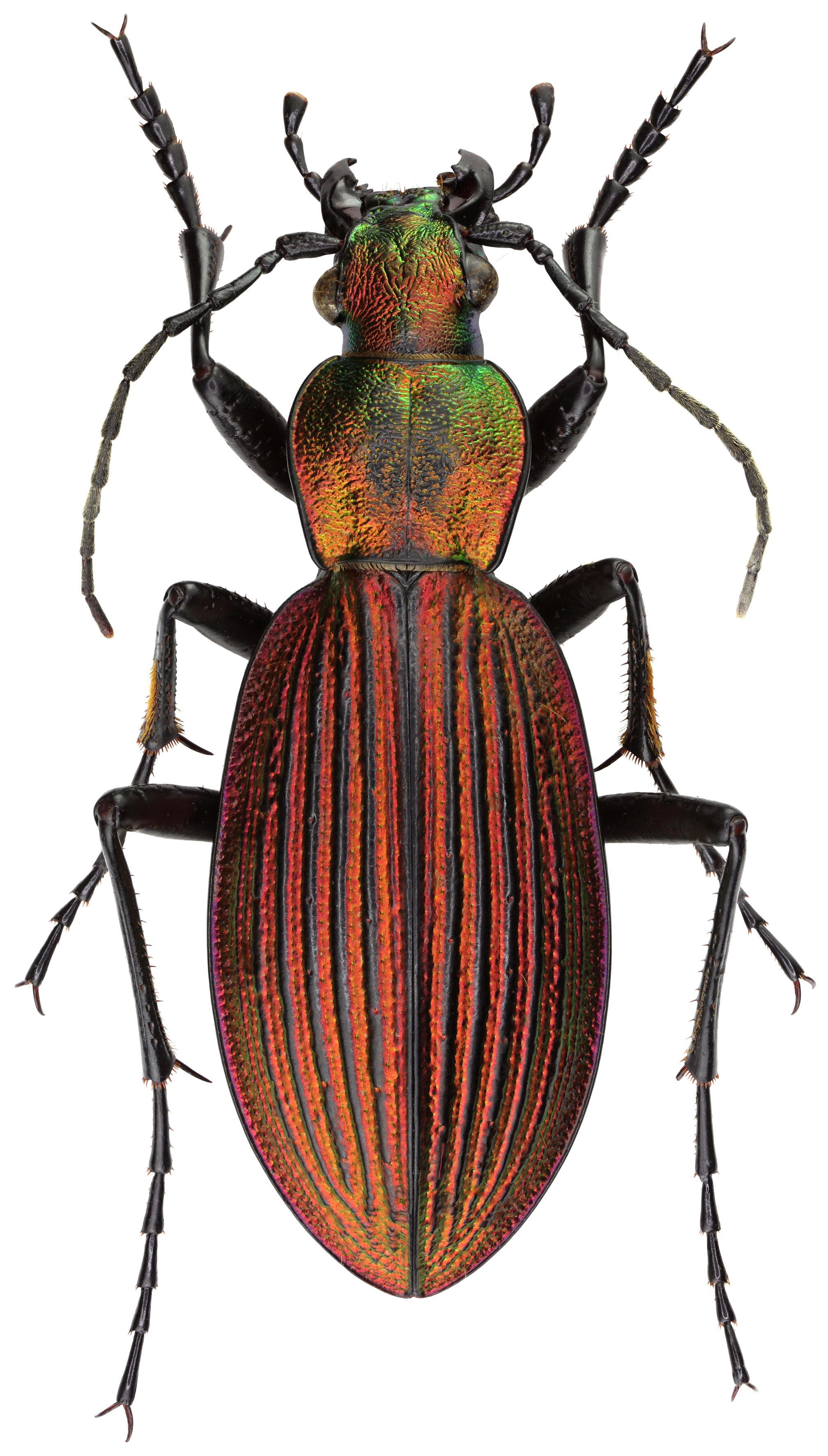 Ceroglossus chilensis - Alchetron, The Free Social Encyclopedia