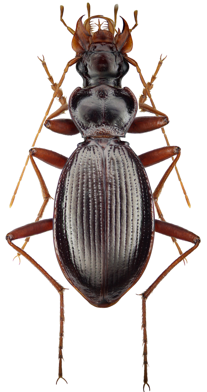 Leistus - Alchetron, The Free Social Encyclopedia